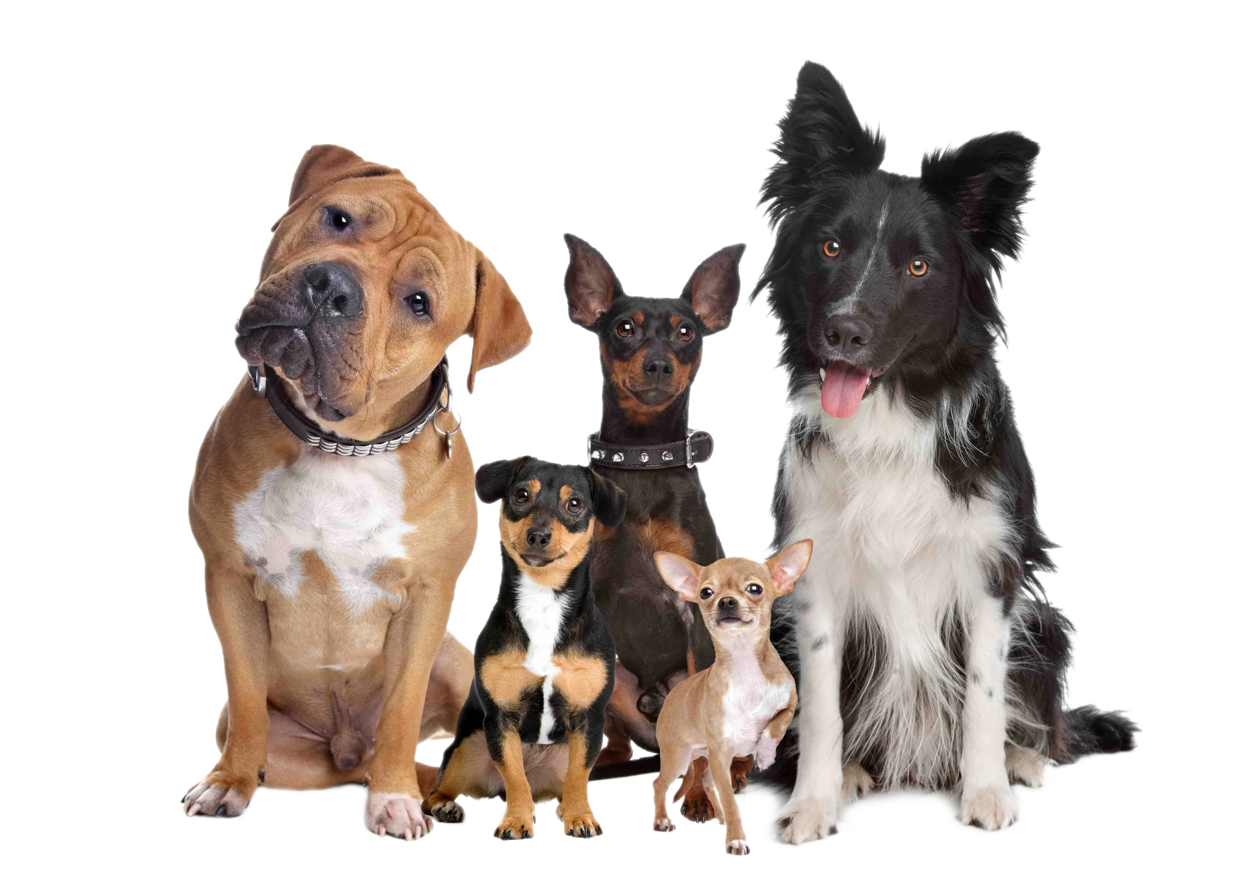 CBD Products for Dogs - Vet-Formulated Oils, Treats & Balms